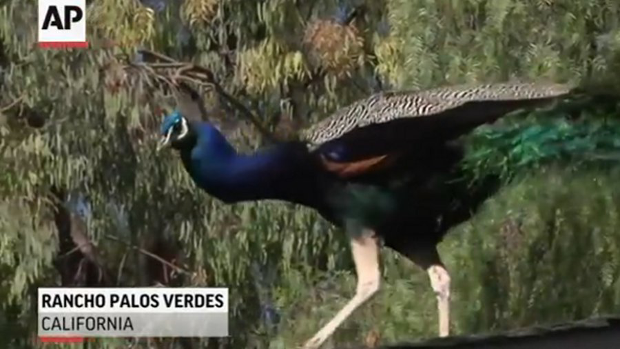 Calif. Police Investigate Peacock Shooting Death | Officer