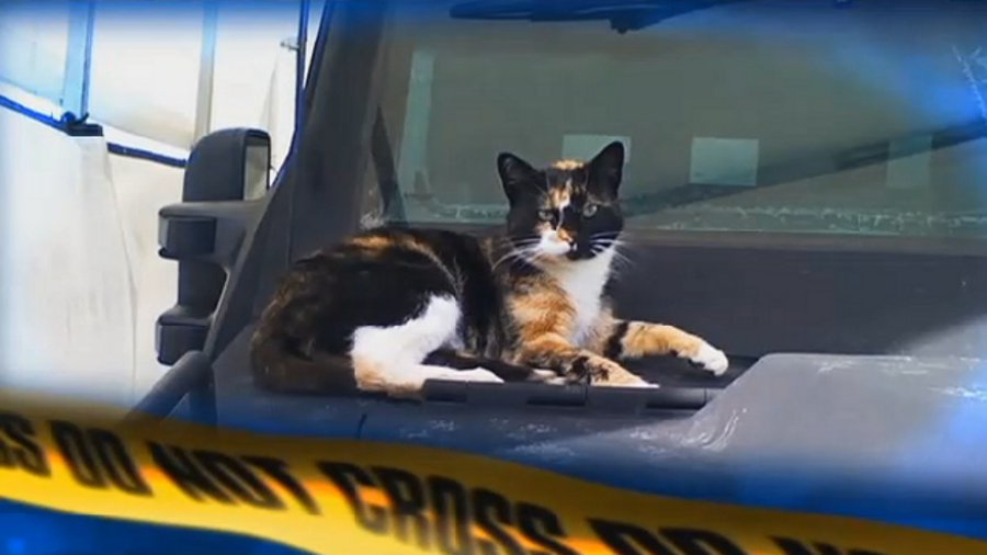 Boston Police Searching for Missing 'SWAT Cat' | Officer