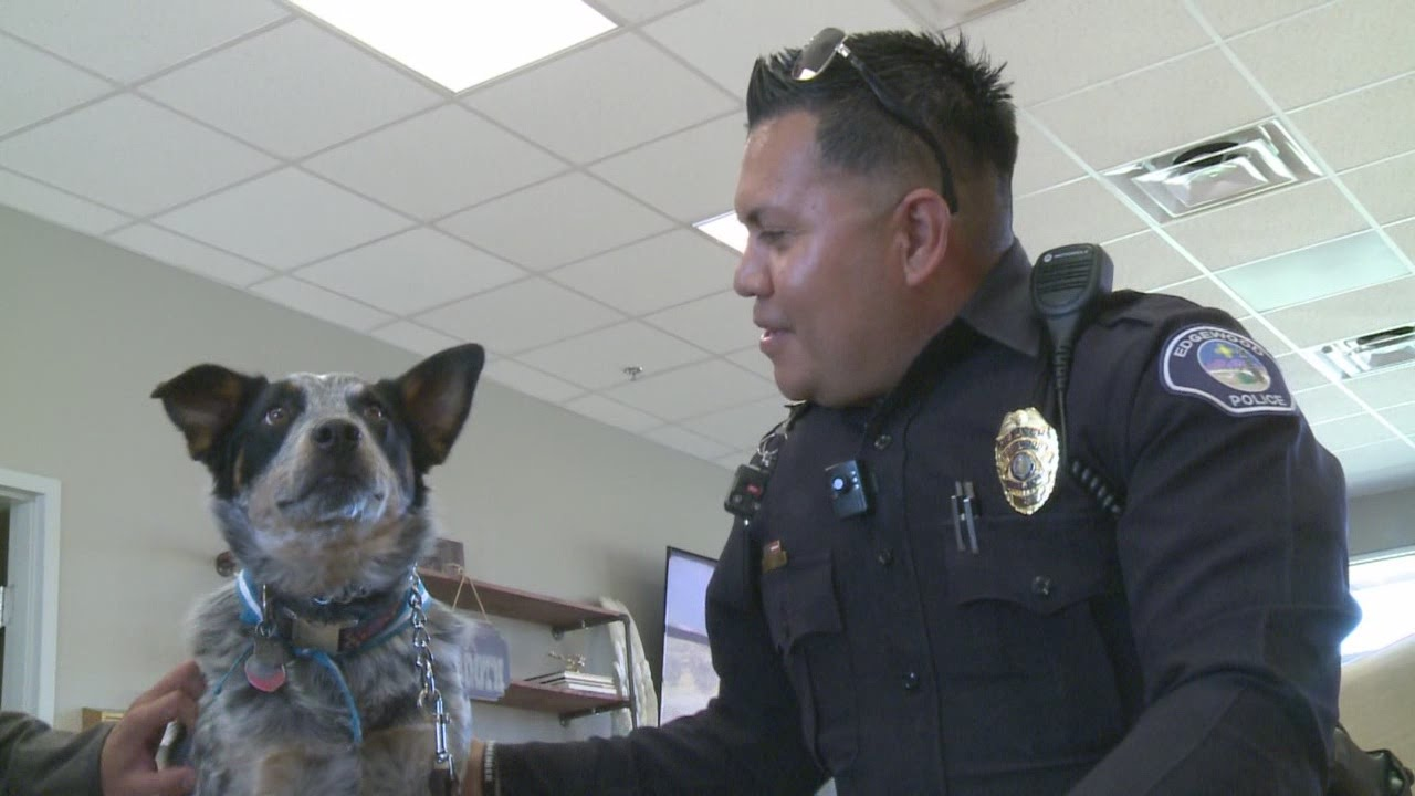 Therapy Dogs Help De-Stress Police Officers | Officer