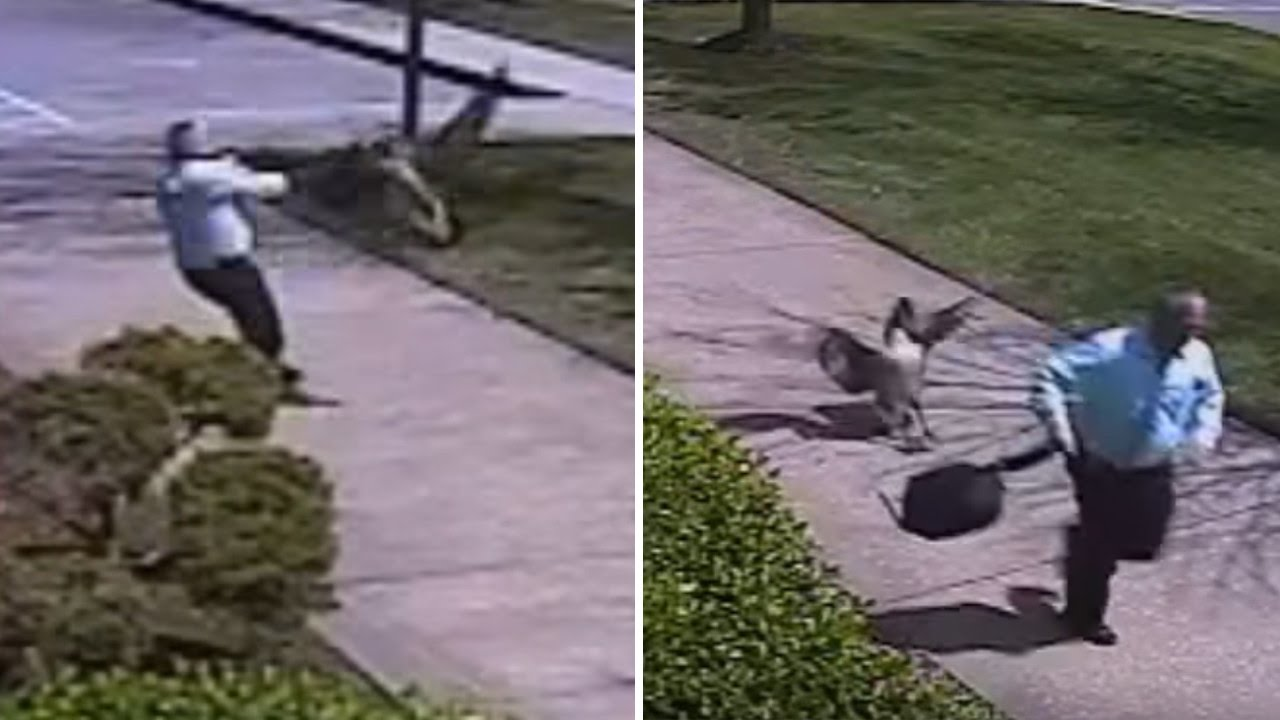Video Captures Wild Goose Chasing Indiana Police Officer | Officer