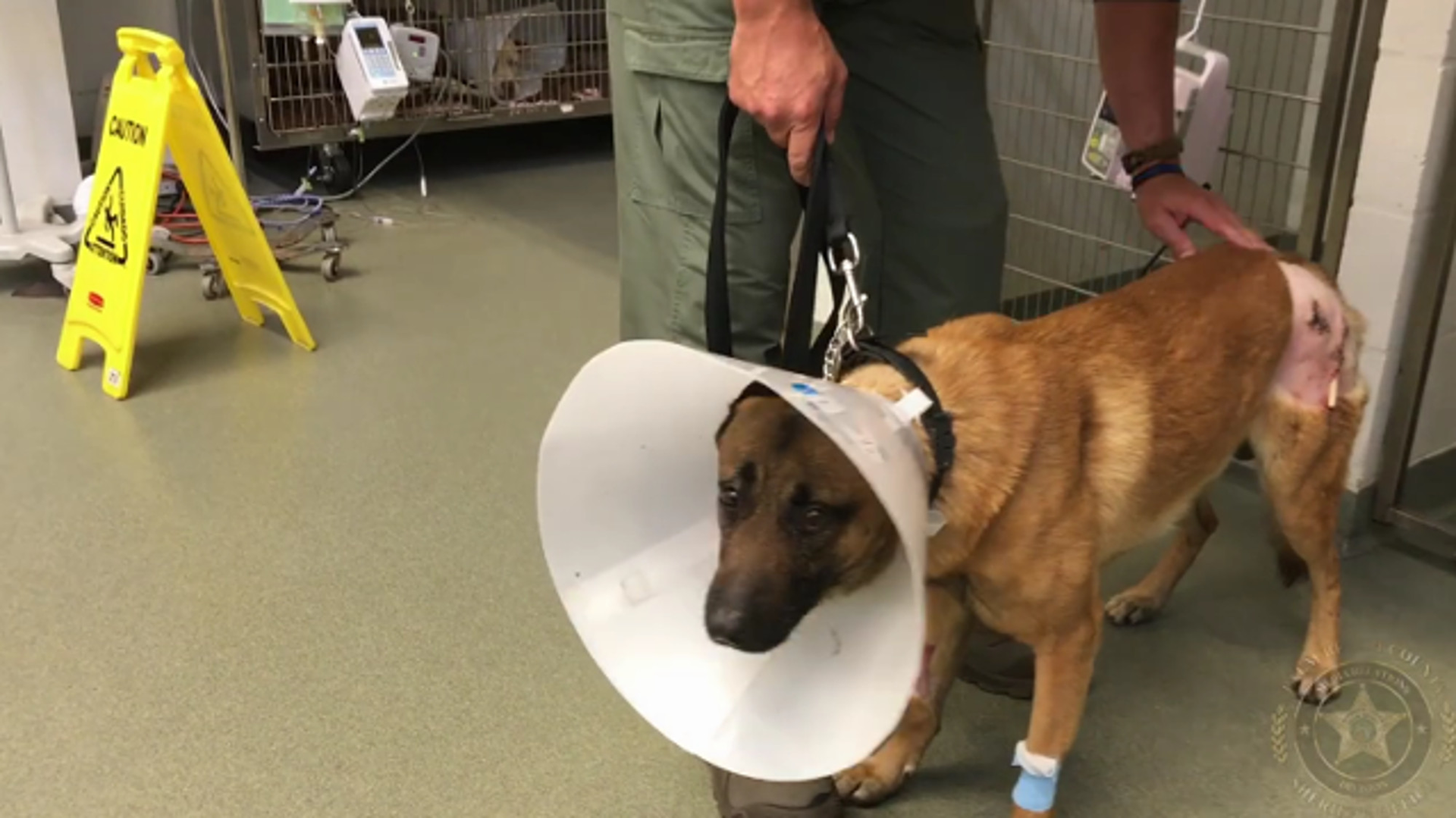 Florida Police K 9 Recovering After Being Shot Officer