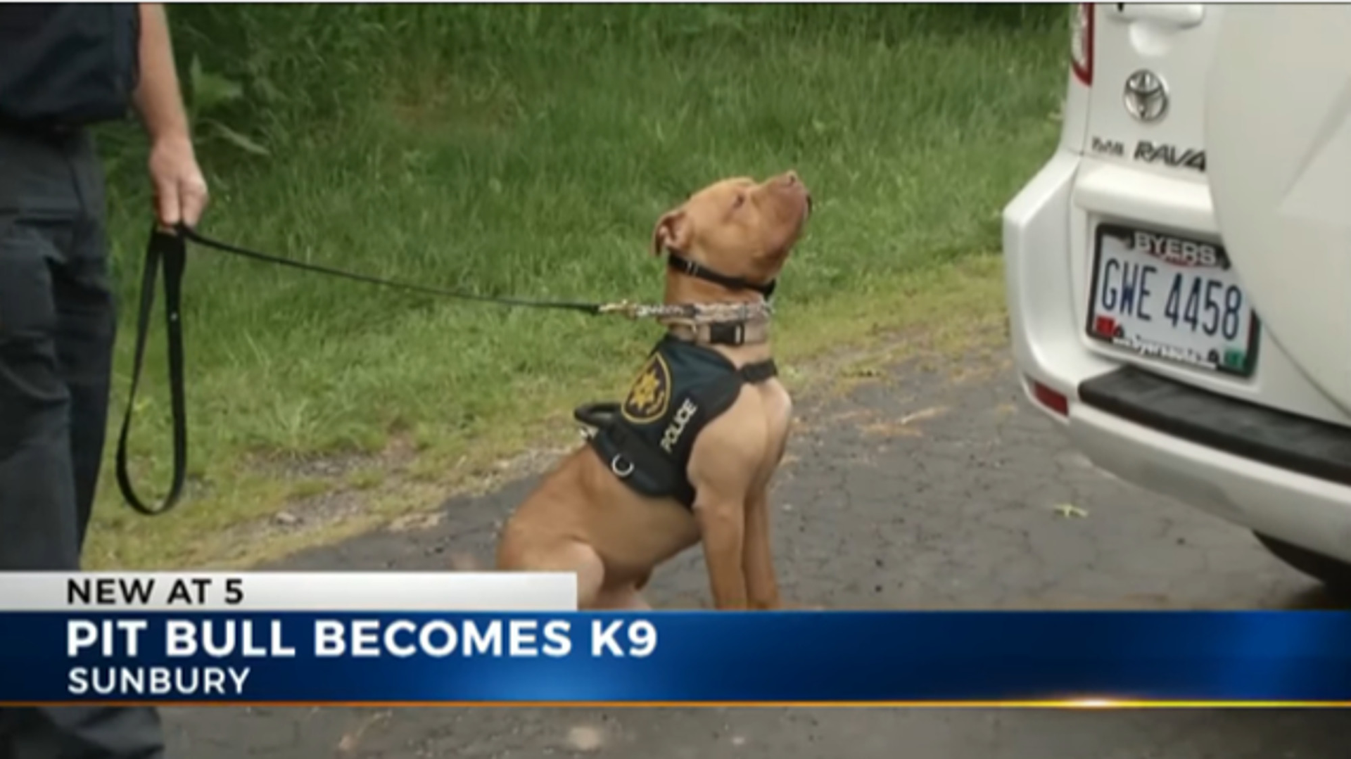 Ohio Police Department Welcomes State's First Pit Bull K-9 | Officer