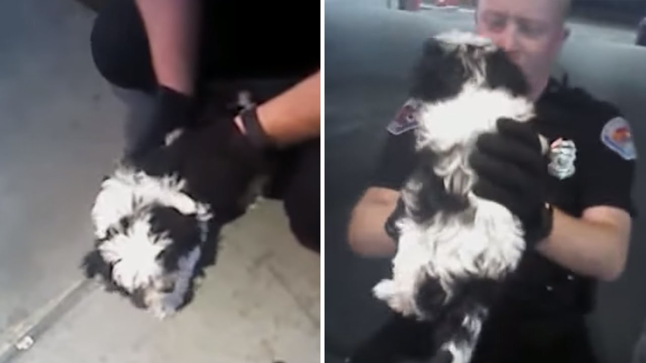 Watch Police Save Puppy From Choking On Cheese | Officer