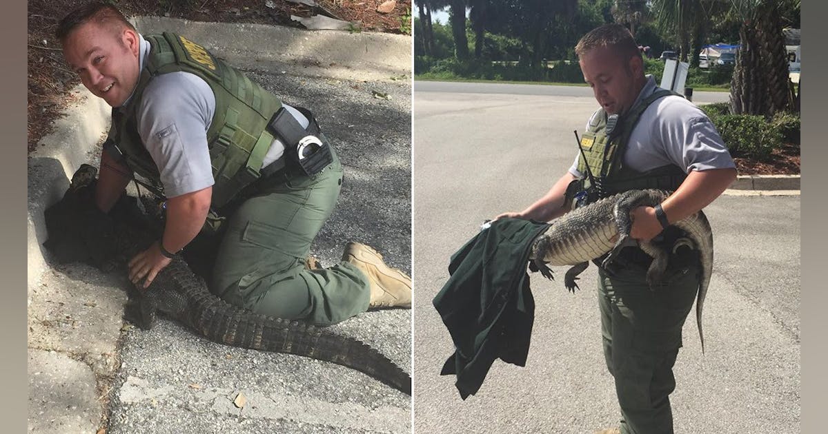 Deputy Catches Four Foot Alligator With His Bare Hands Officer