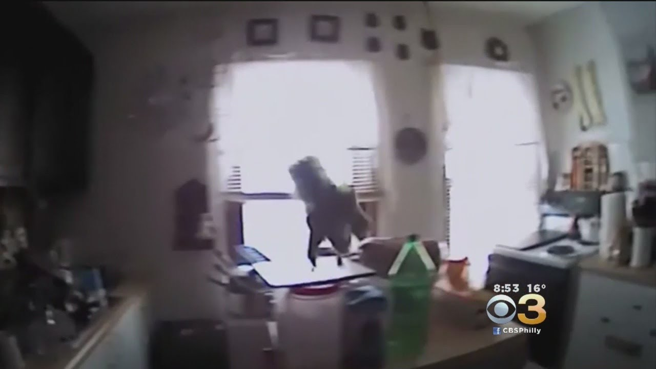 Squirrel Attacks Police Officer in New York Kitchen | Officer