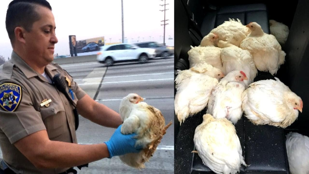 California Highway Patrol Officers Help Chickens Cross the Road | Officer