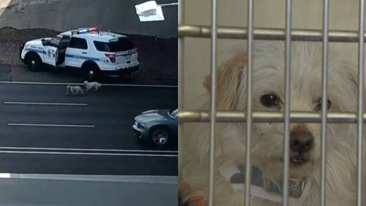 Pair of Pups Leads Police on High-Speed Chase | Officer