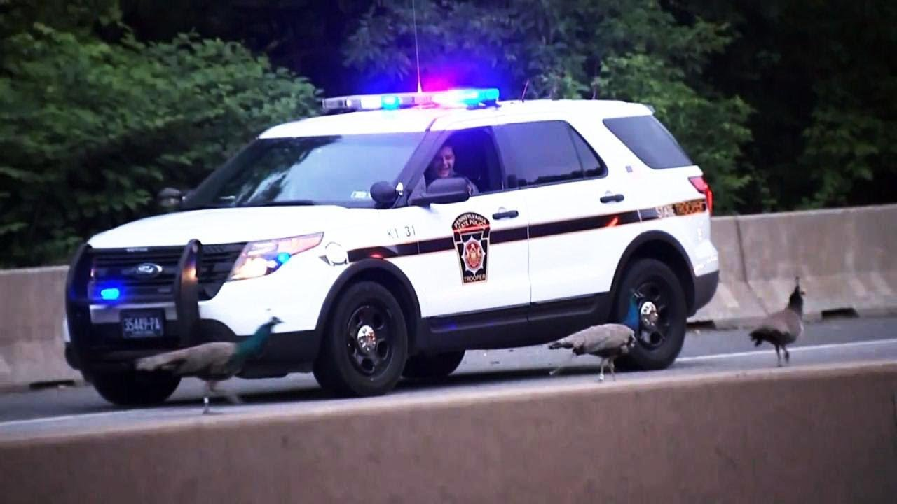 Pennsylvania Troopers Give Wandering Peacocks Police Escort | Officer