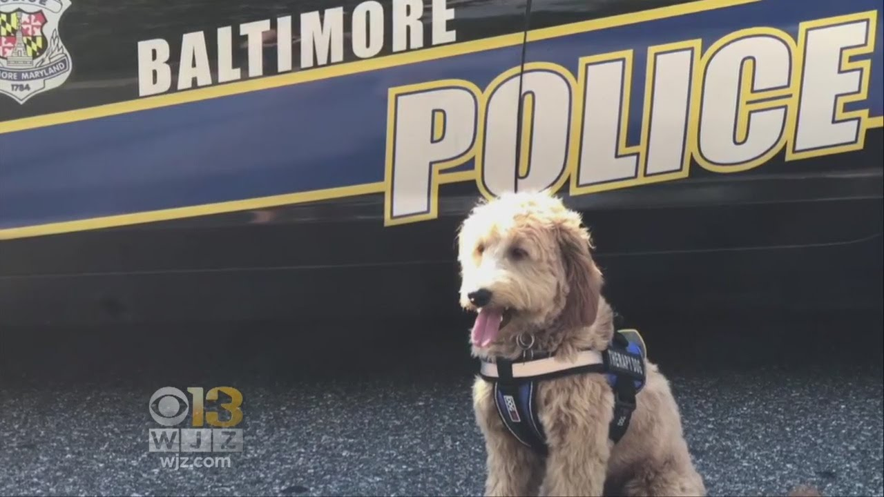 Baltimore Police Department Receives Its First-Ever Therapy Dog | Officer