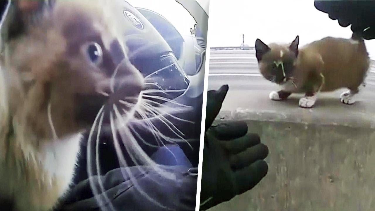 Police Officer Gains New Sidekick After Rescuing Kitten | Officer