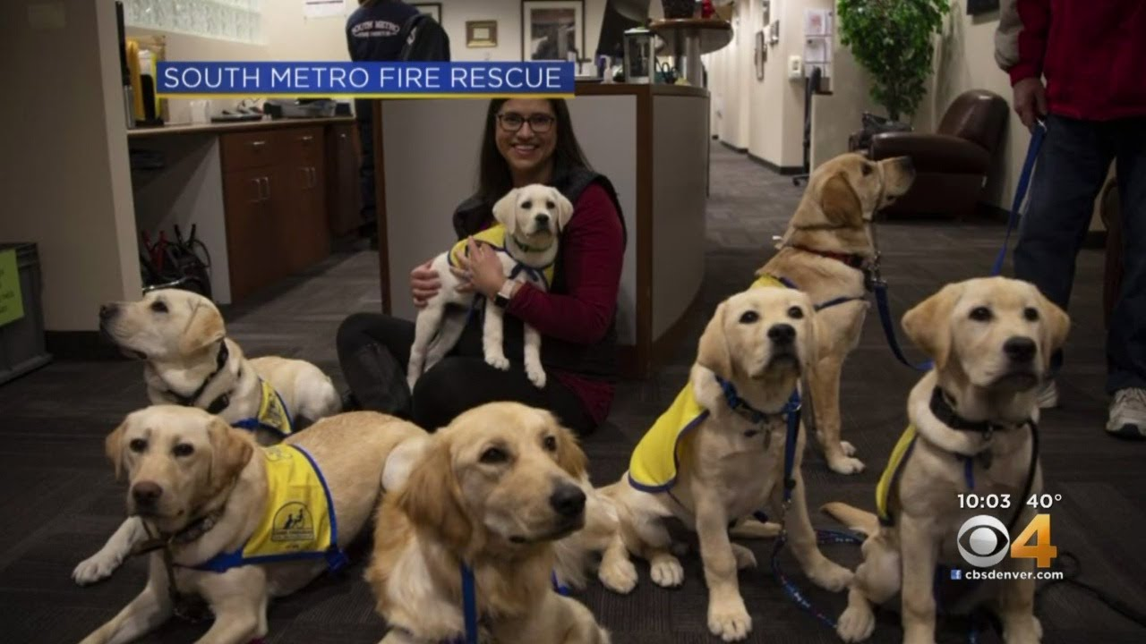 Service Dogs Help First Responders Battle Stress | Officer