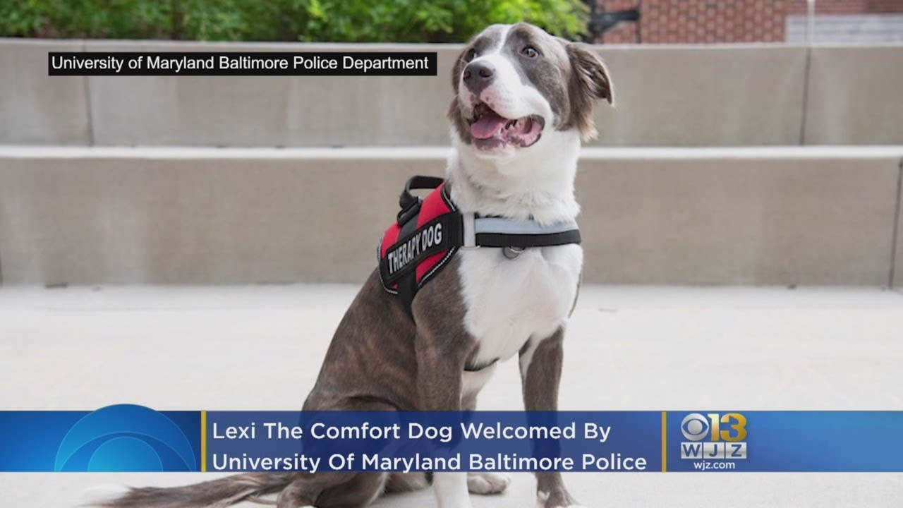 University of Maryland Baltimore Police Welcomes Its First Comfort Dog ...