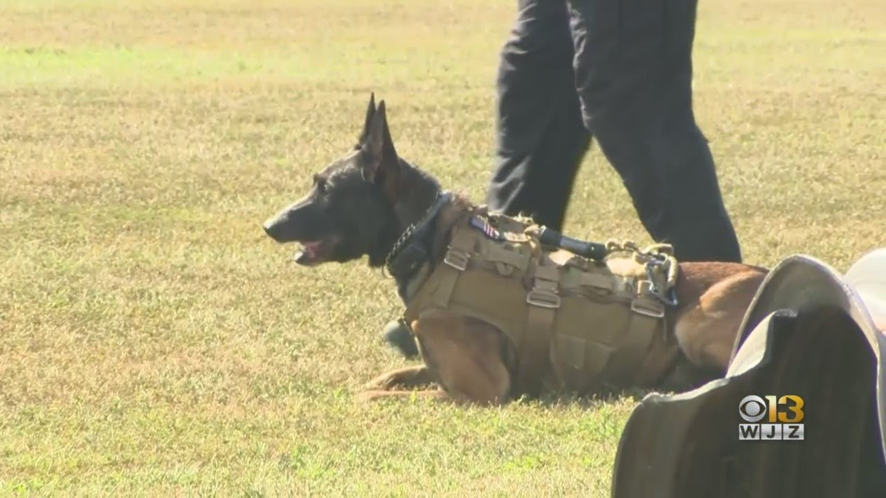 K-9 Force Trains to Serve With Secret Service | Officer