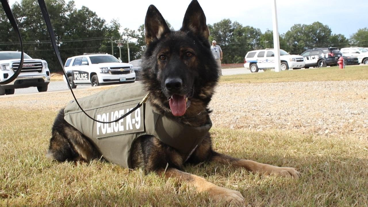 How a Bulletproof Vest Saved This Brave Police Dog’s Life | Officer