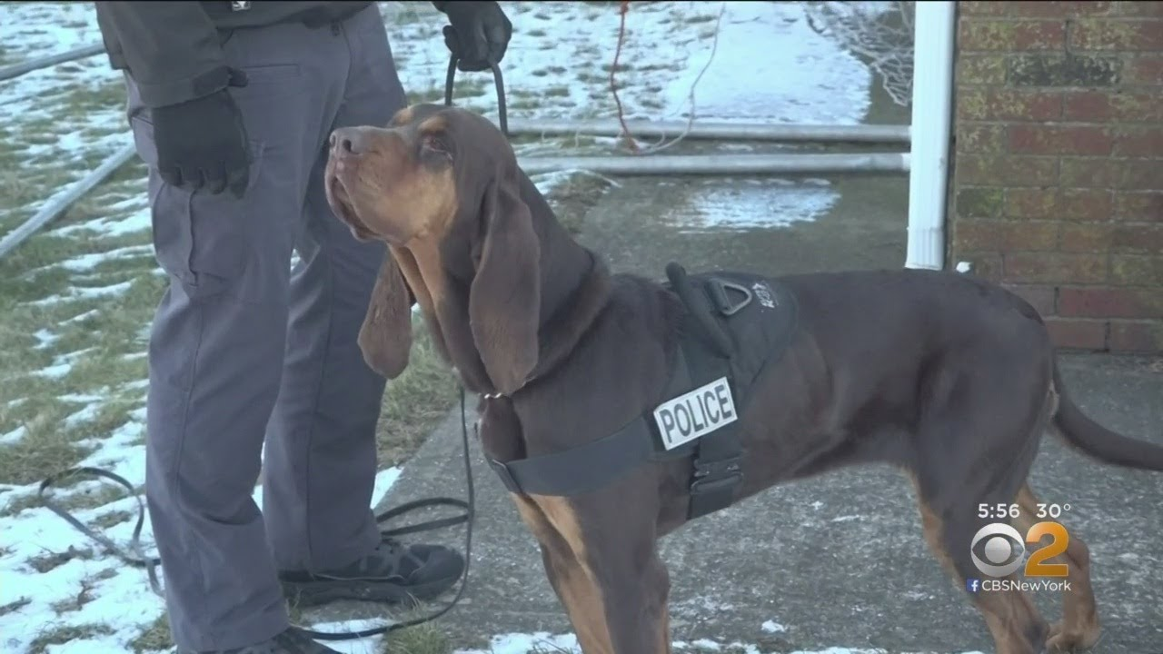Bloodhound Hero: Police Dog Saving Lives One Sniff at a Time | Officer