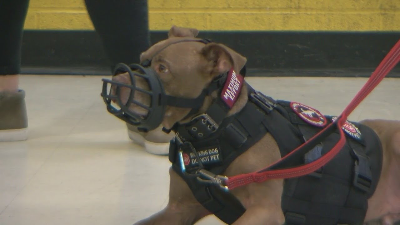 Minneapolis Police Now Required to Take Dog Sensitivity Training | Officer