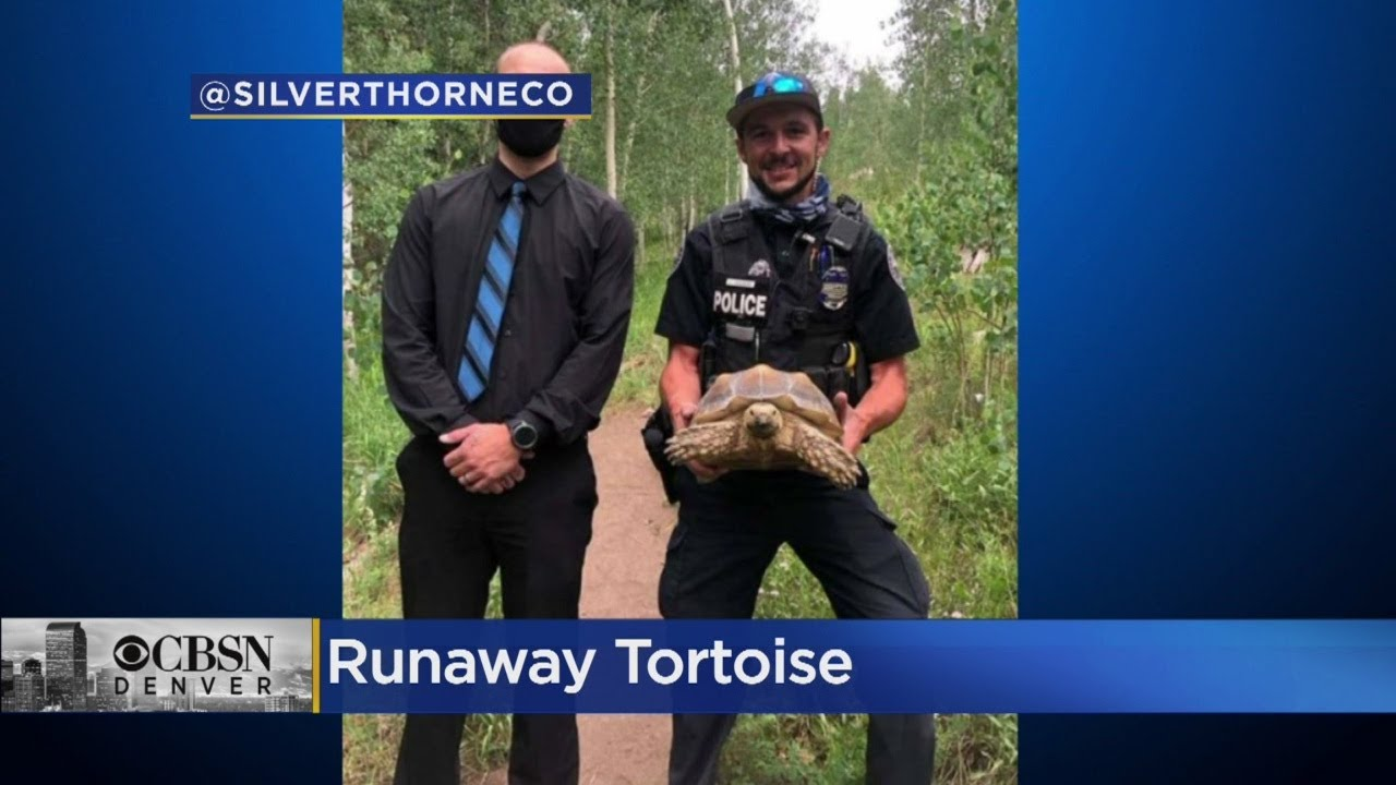 Colorado Police Catch Runaway Tortoise After Slow-Speed Pursuit | Officer