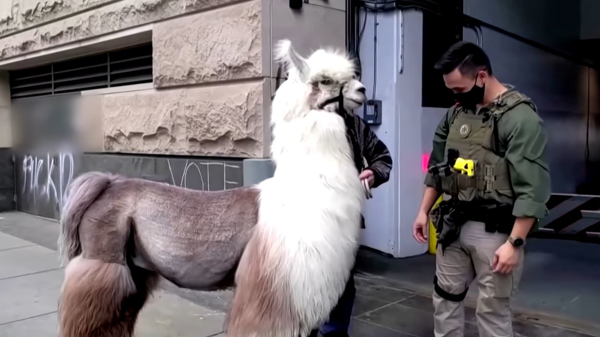 Llama Brings Hugs to Portland Protests | Officer