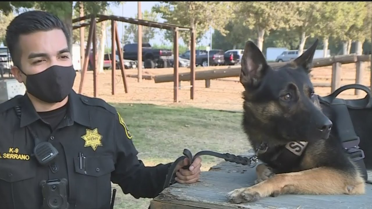 Nonprofit Steps In To Help California Sheriff's K-9 Stabbed In June ...