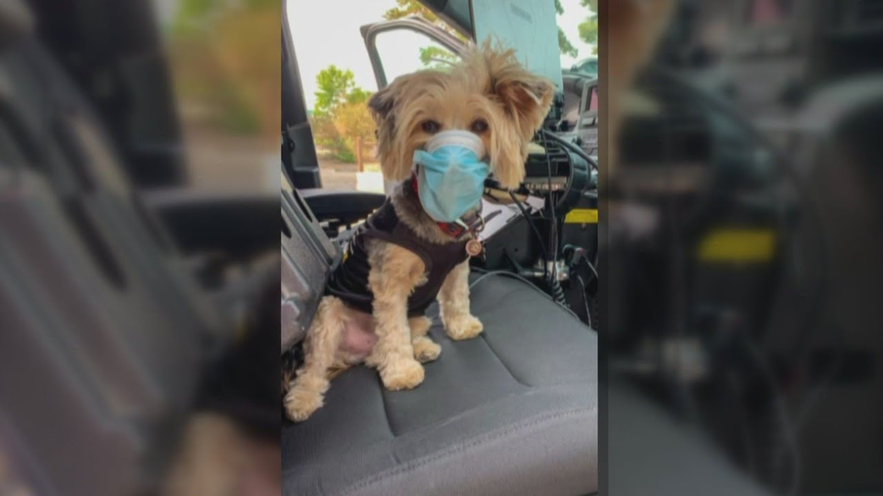 New Mexico Police Department Introduces New 'Pawficer' | Officer