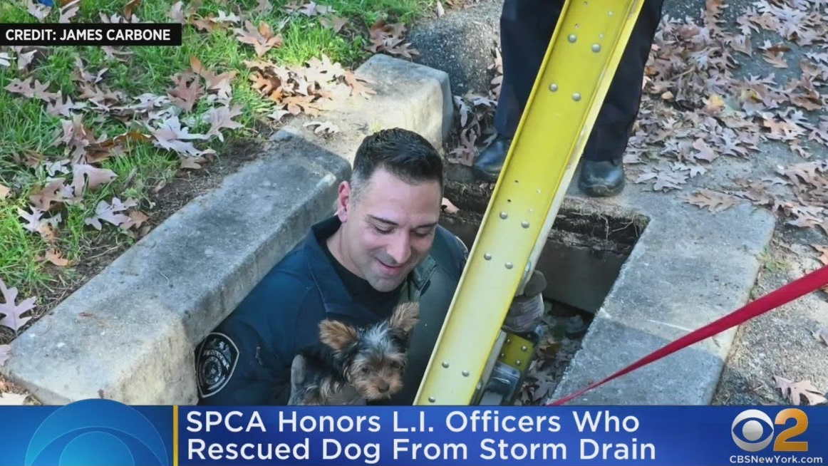 SPCA Honors New York Police Officers Who Rescued Dog From Storm Drain ...