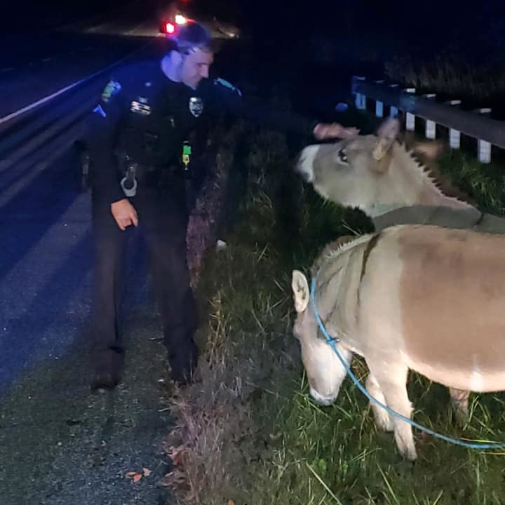 Md. Police Officer Corrals Pair of Donkeys on Roadside | Officer