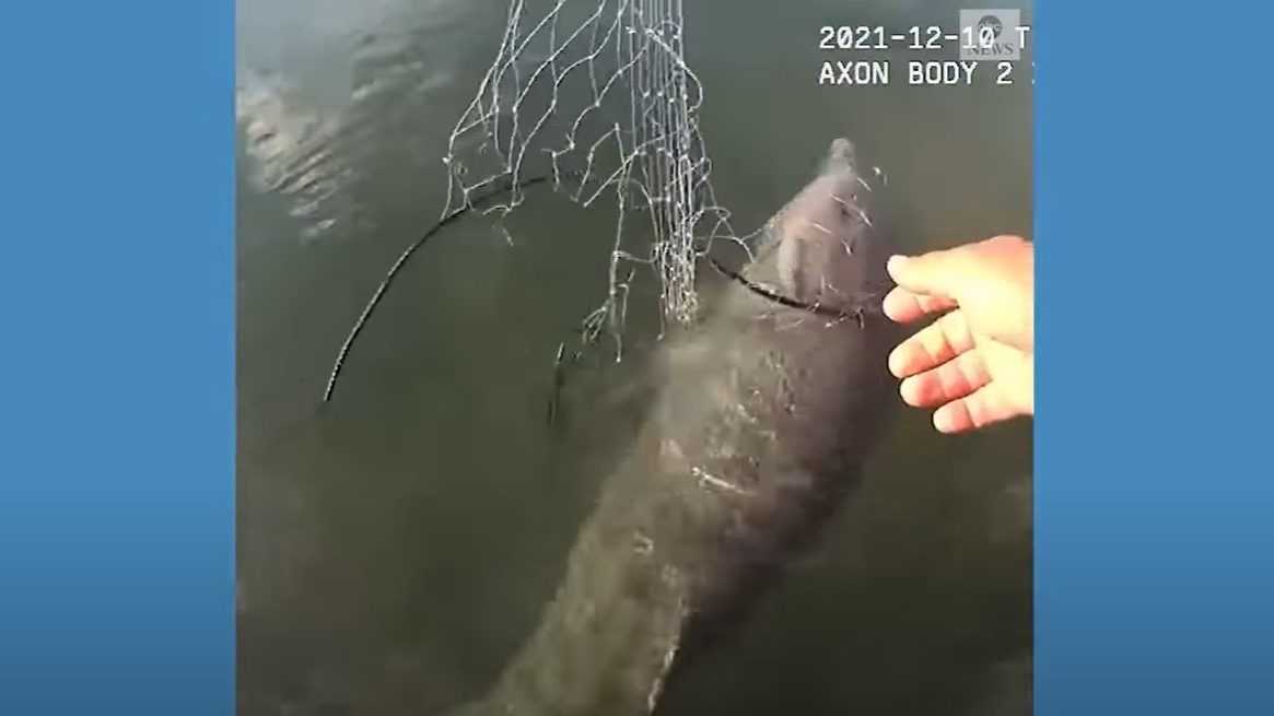 Watch Miami Dade Officer Rescue Ensnared Dolphin Officer