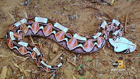 Va. Troopers Rush to Get Anti-Venom to Man Bitten by Deadly Viper | Officer