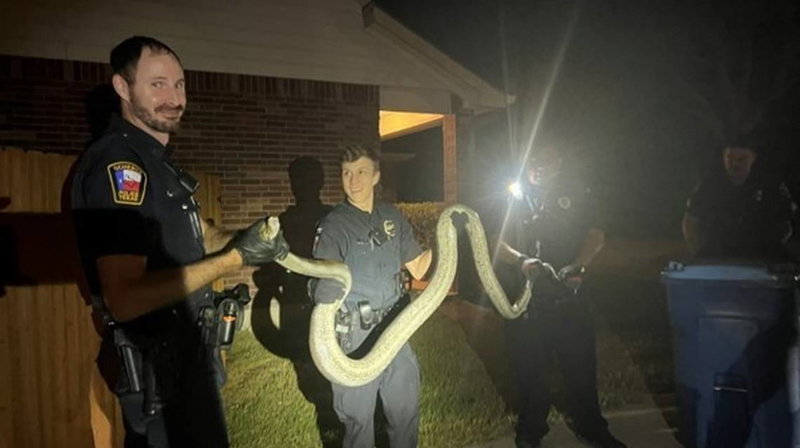 Texas Police Officers Capture 10-Foot Python on the Loose | Officer