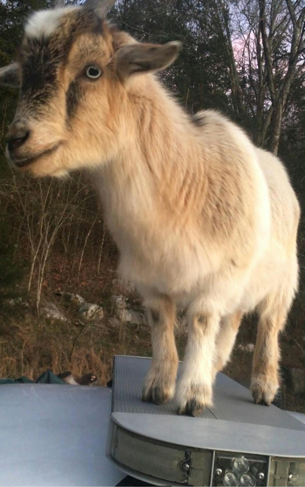 Watch Hungry Goats Chow Down on Ala. Deputy's Paperwork | Officer