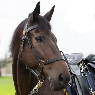 New Orleans Dancing Police Horse Dies after 16 Years on Force | Officer