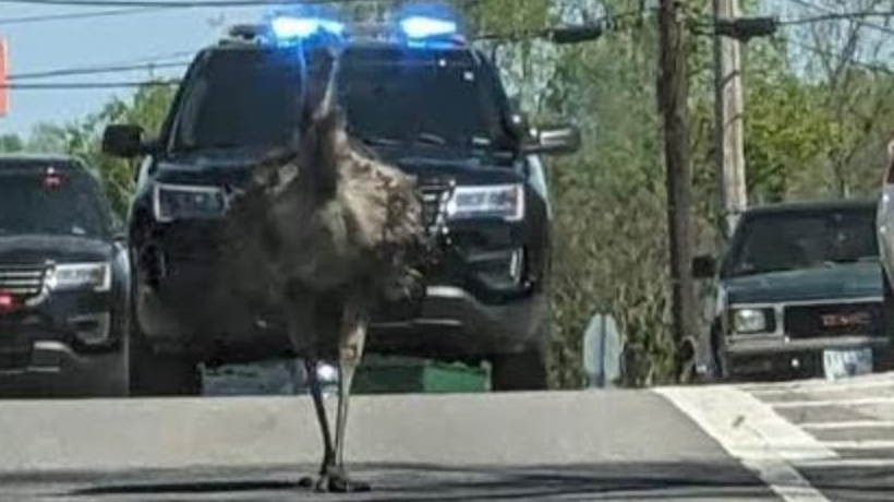 Watch Tenn. Police Chase Escaped Emu for 20 Miles | Officer