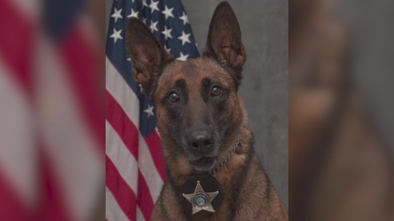 How a Bulletproof Vest Saved This Brave Police Dog’s Life | Officer