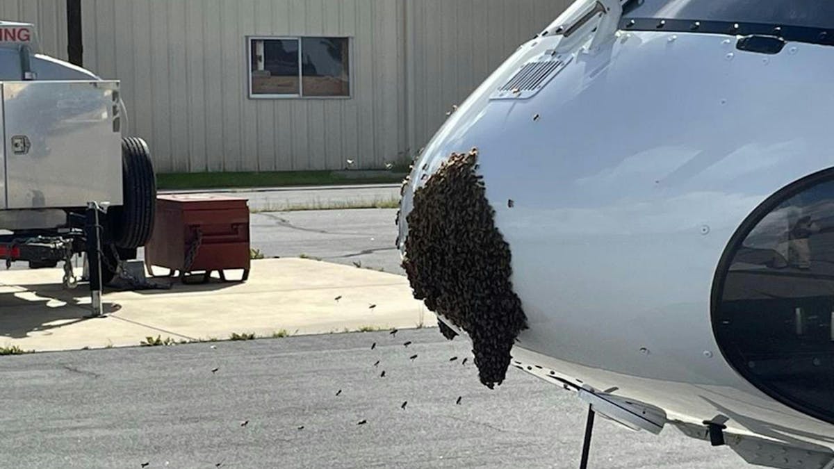 Over 10K Bees Make Home on CHP Helicopter's Nose, Grounding Aircraft ...
